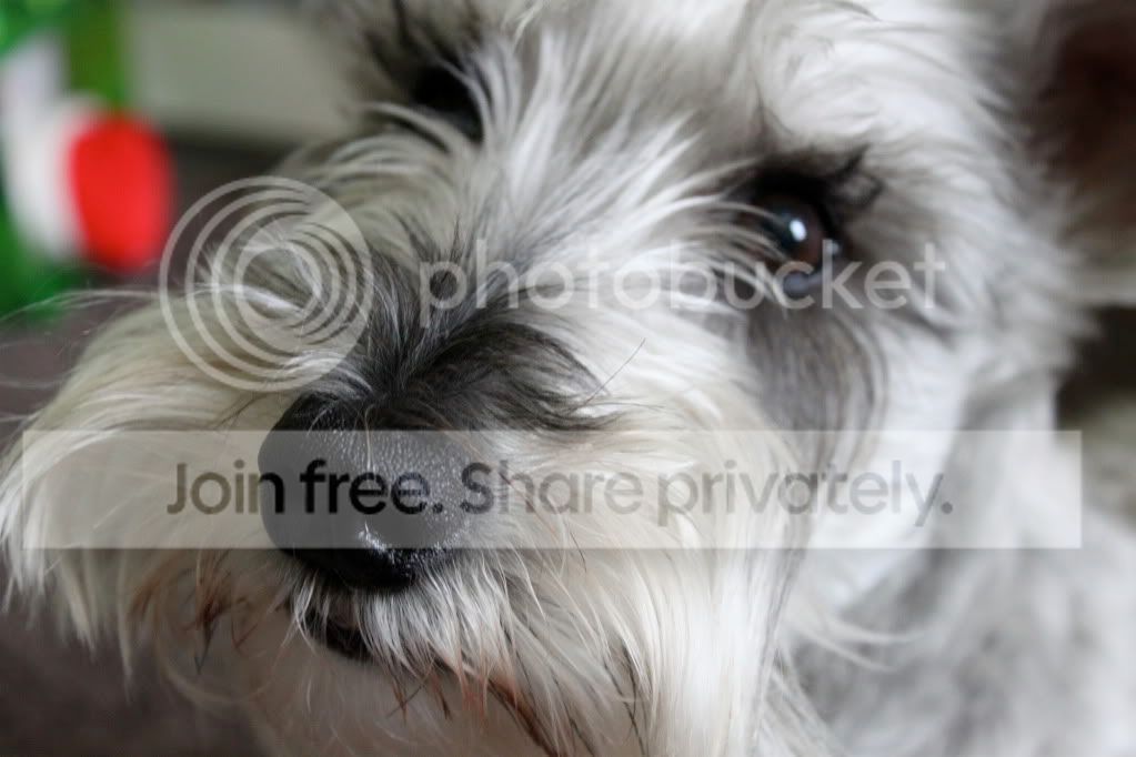 Schnauzer Animated Gifs | Photobucket
